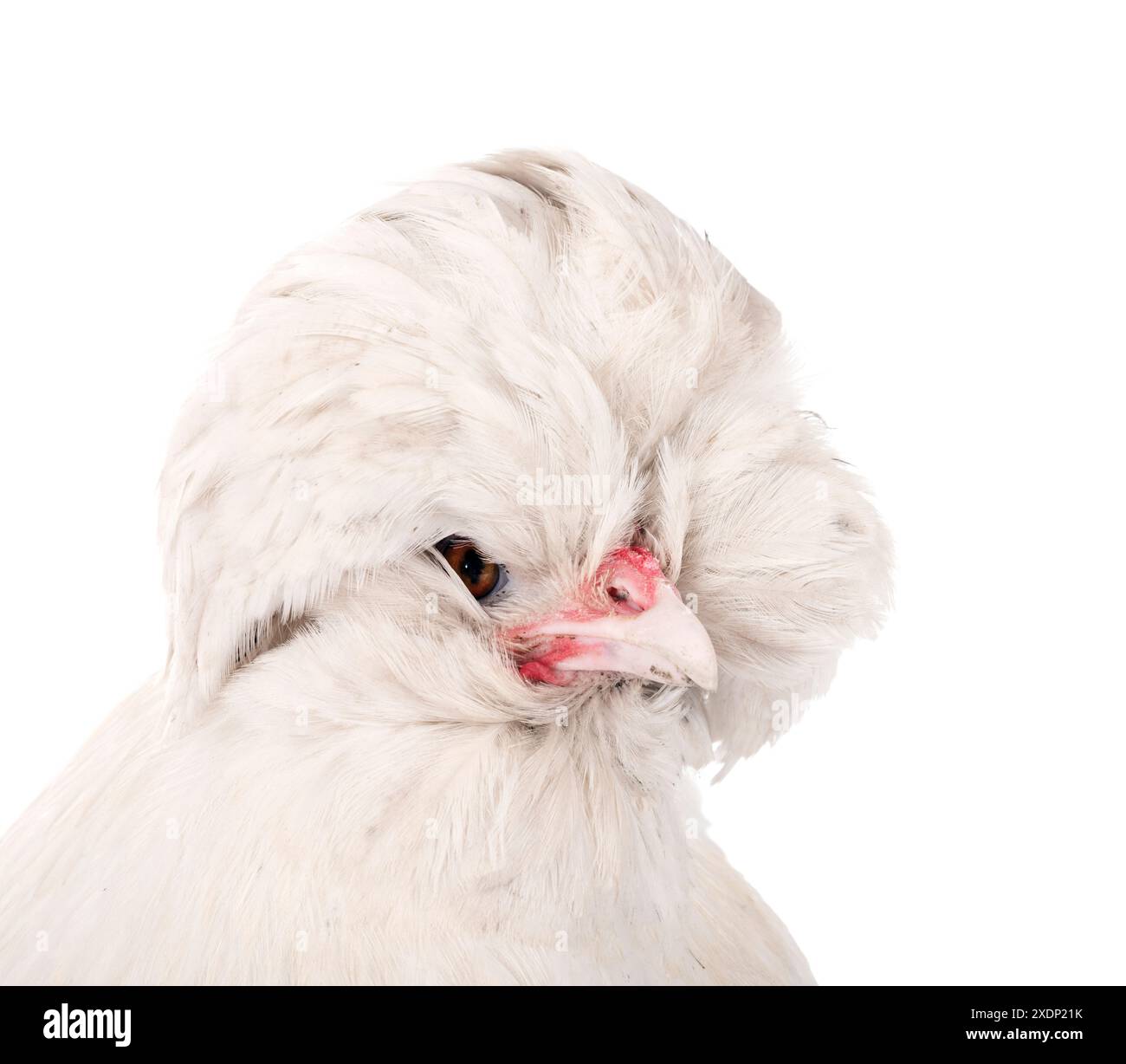 sultan chicken in front of white background Stock Photo - Alamy