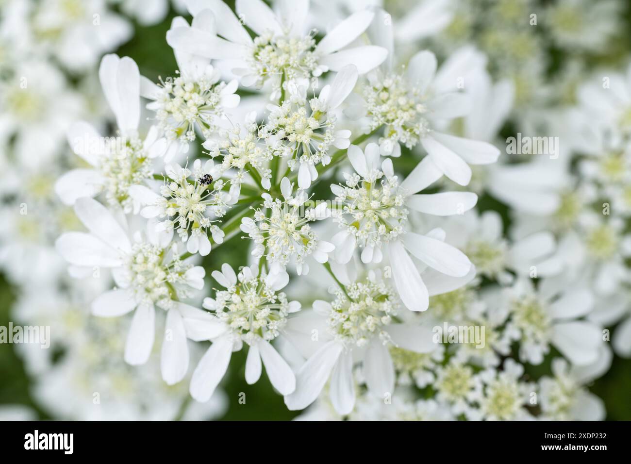 White laceflower garden hi-res stock photography and images - Alamy