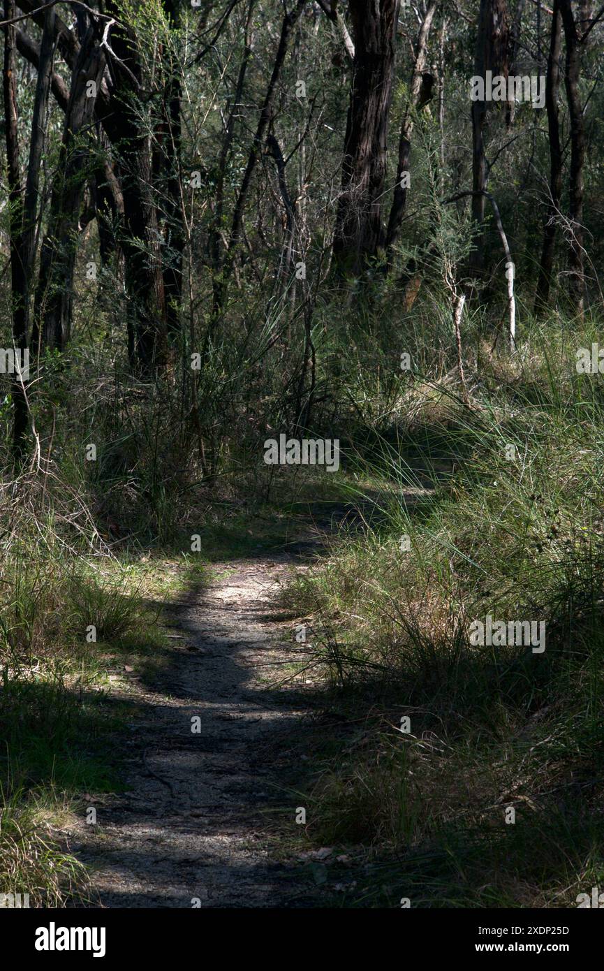 Baluk Willam Reserve is in Belgrave South in Victoria, Australia. It's ...