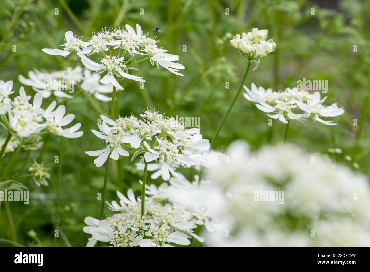 Orlaya grandiflora. White laceflower close up Stock Photo - Alamy