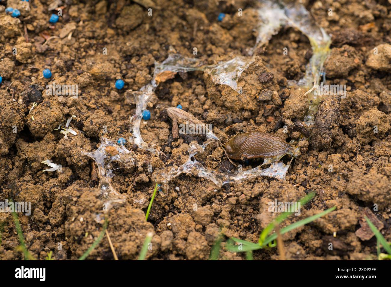 Slug pellets. Using blue slug control pellets in the garden to prevent ...