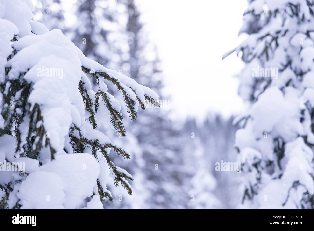 Swedish Winter Wonderland: Sunlit Snowy Wilderness with Majestic Fir ...
