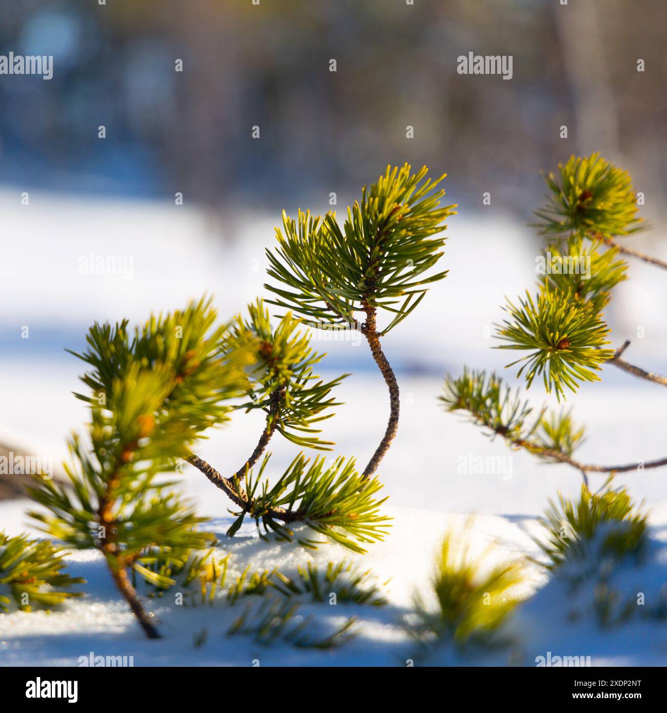 Snowy splendor stunning wilderness hi-res stock photography and images ...