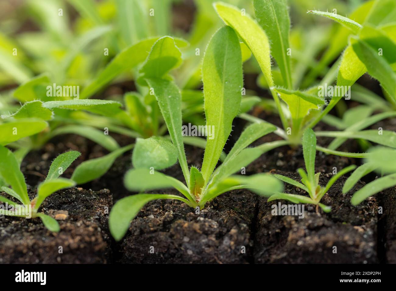 Statice seedlings in soil blocks. Soil blocking is a seed starting ...