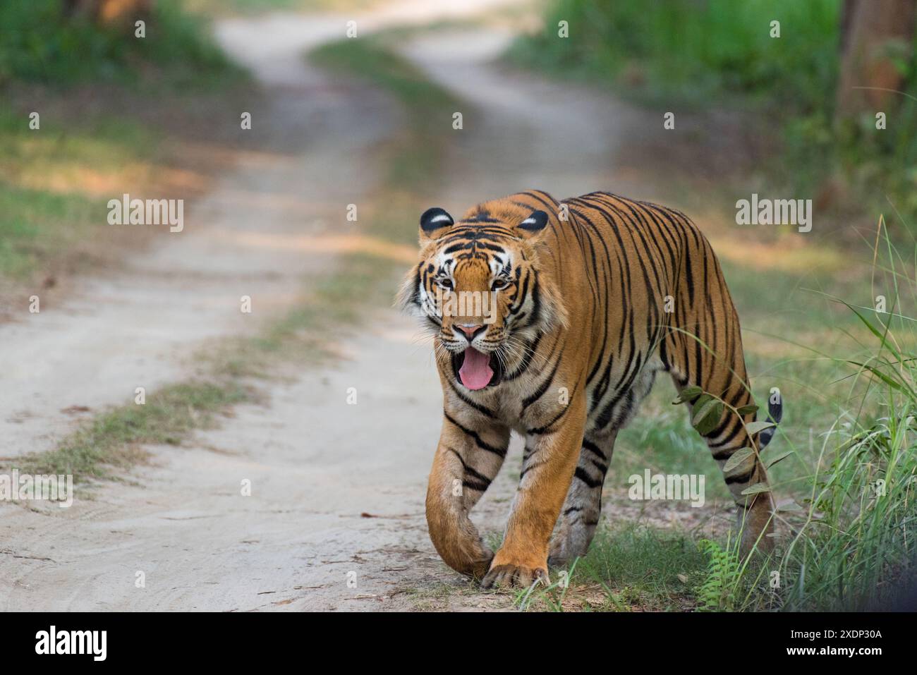 Royal Bengal tiger walking on the forest road Stock Photo - Alamy