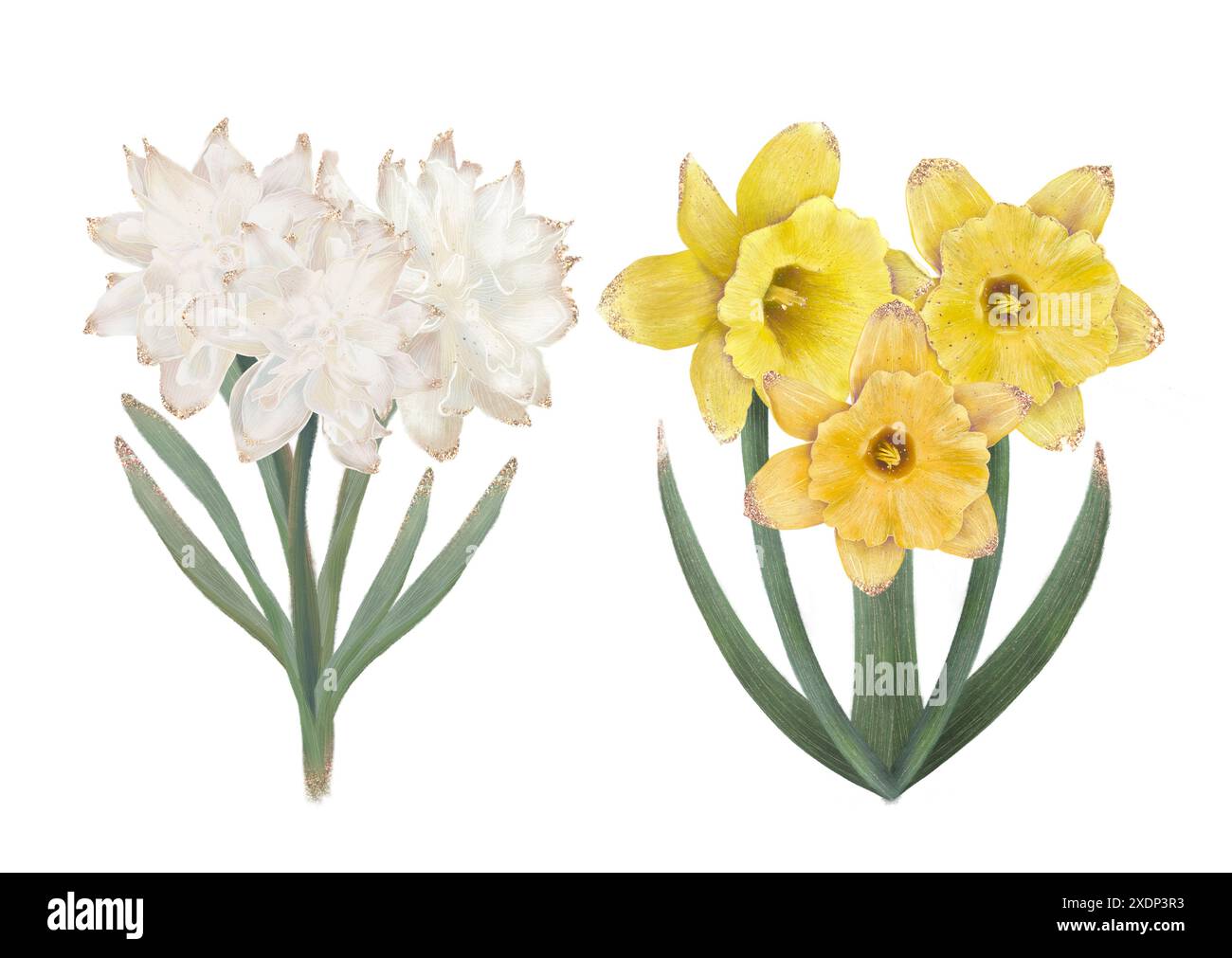 Beautiful illustration of white and yellow daffodil flowers perfect for ...