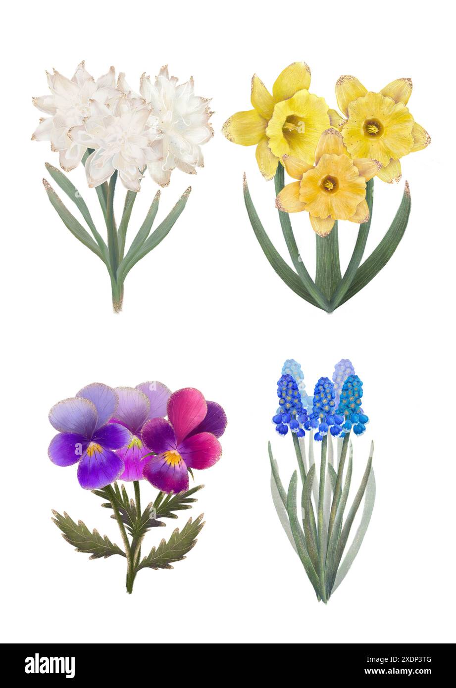 A collection of four beautifully illustrated spring flowers including ...