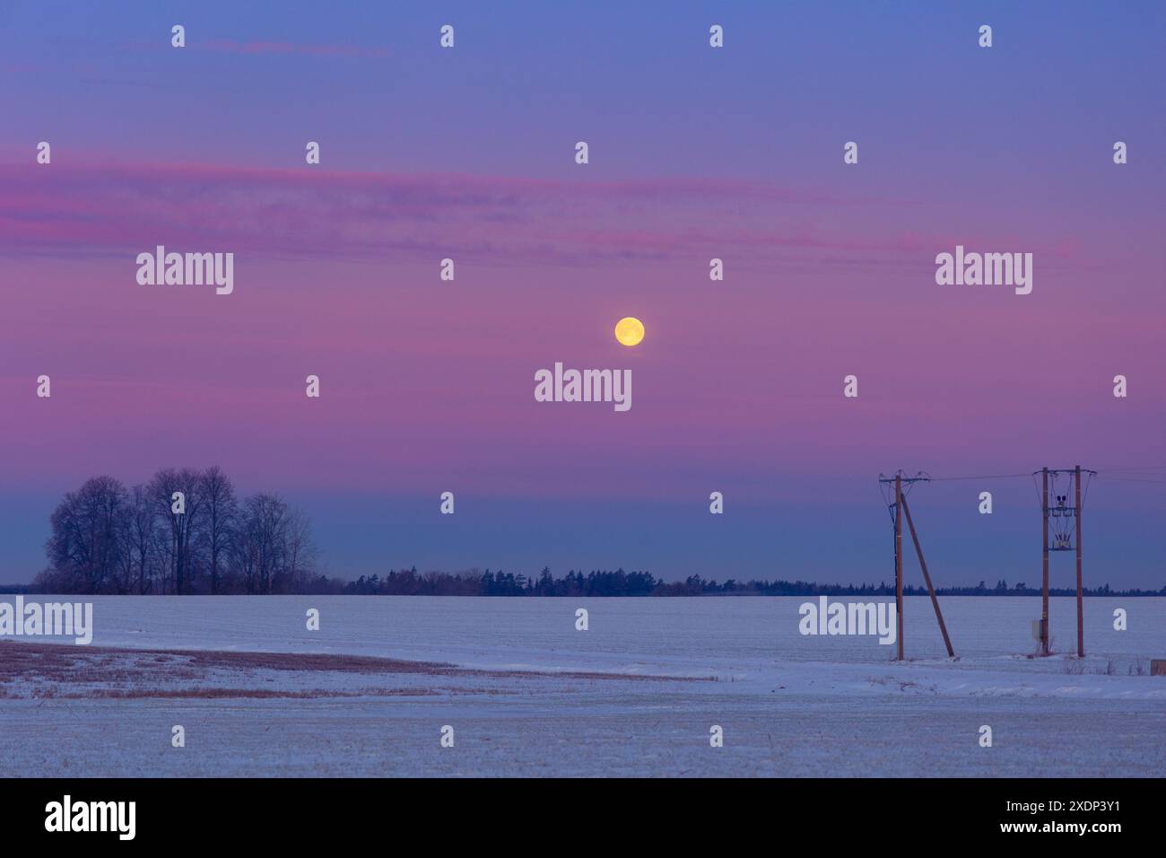 A beautiful early dawn landscape with a moon rising above the trees ...