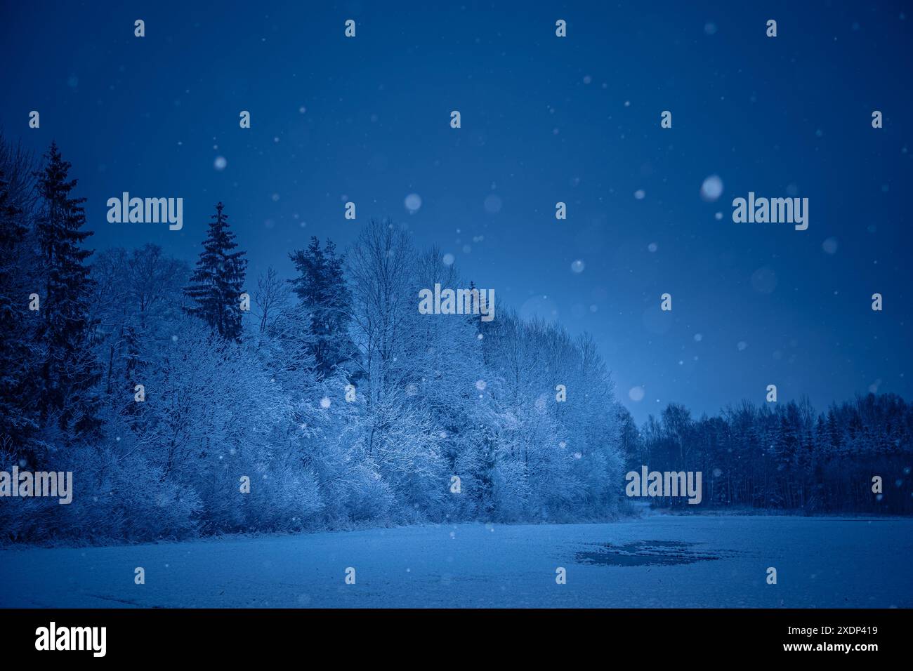 A beautiful forest landscape with falling snowflakes. Overcast winter ...
