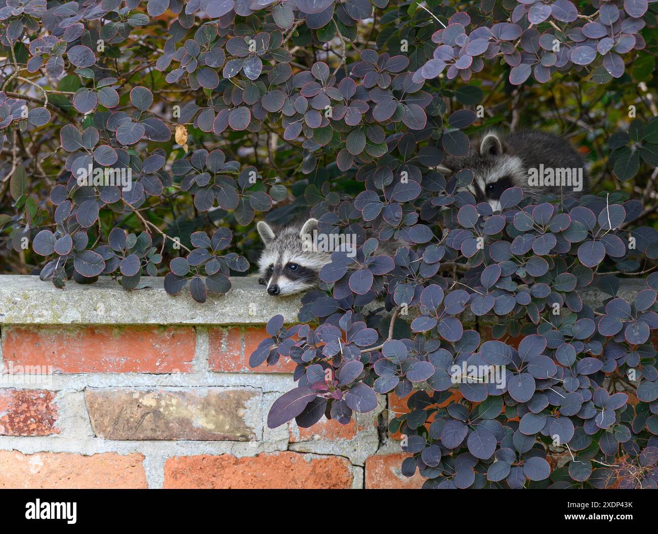 23 June 2024, Brandenburg, Sieversdorf: Two small raccoon siblings ...