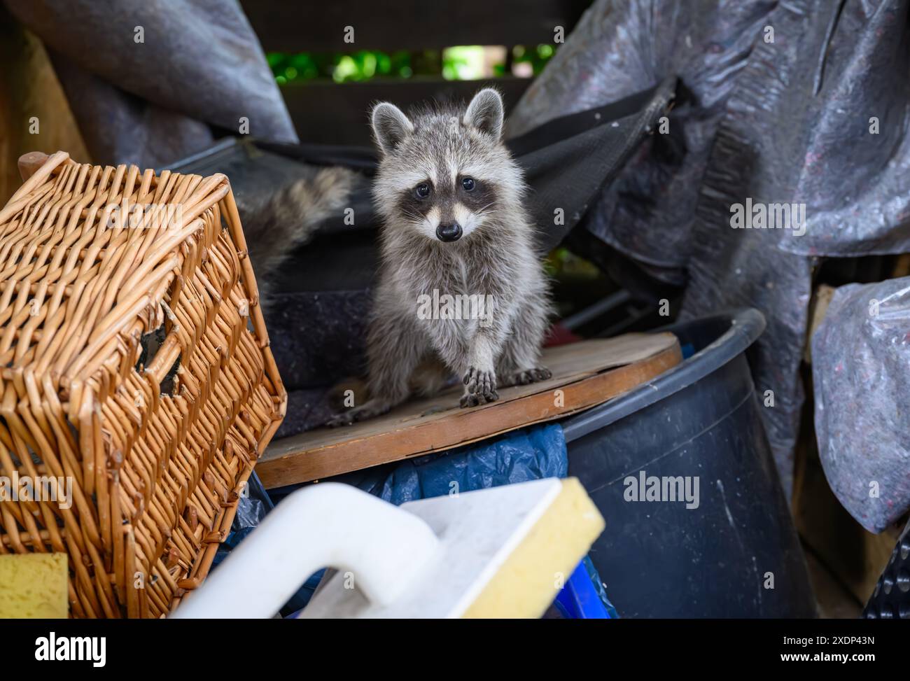 23 June 2024, Brandenburg, Sieversdorf: A still young raccoon (Procyon ...