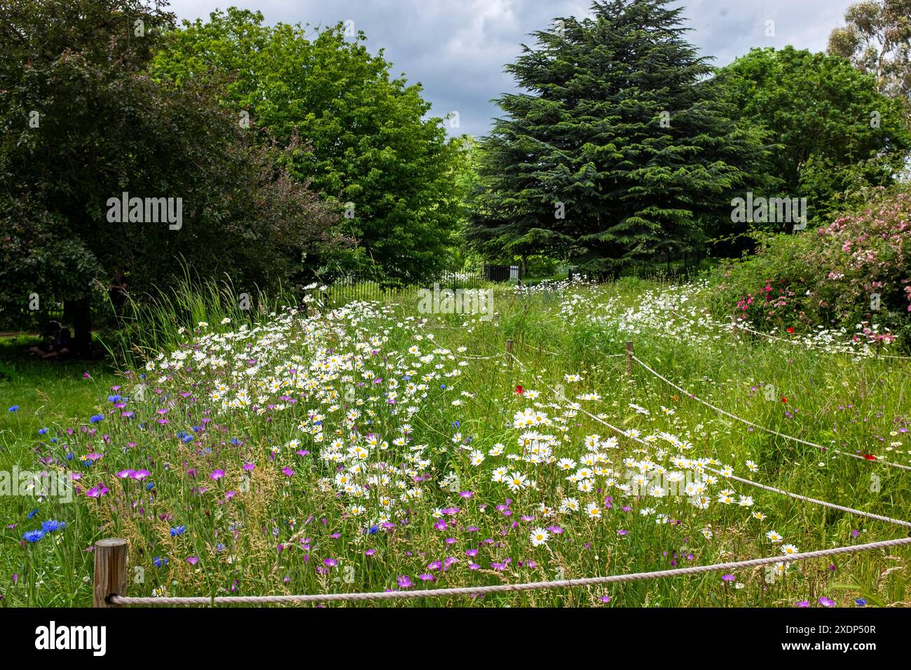 Wild flower meadow garden in Hyde Park , London , England , UK Stock ...