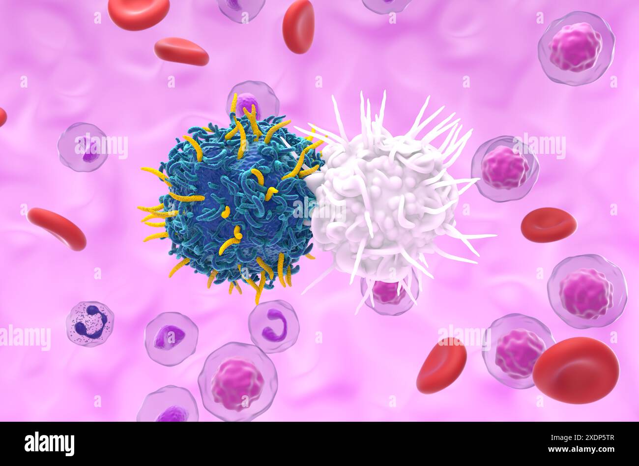 CAR T cell get information from dendritic cell (DC) - Closeup view 3d ...