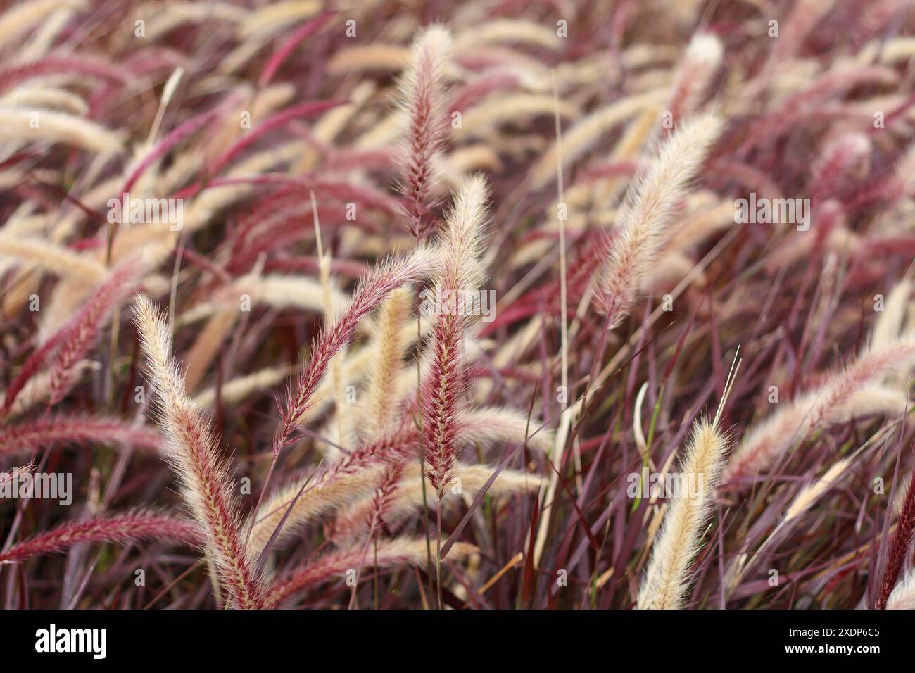dark reed flower background Stock Photo - Alamy