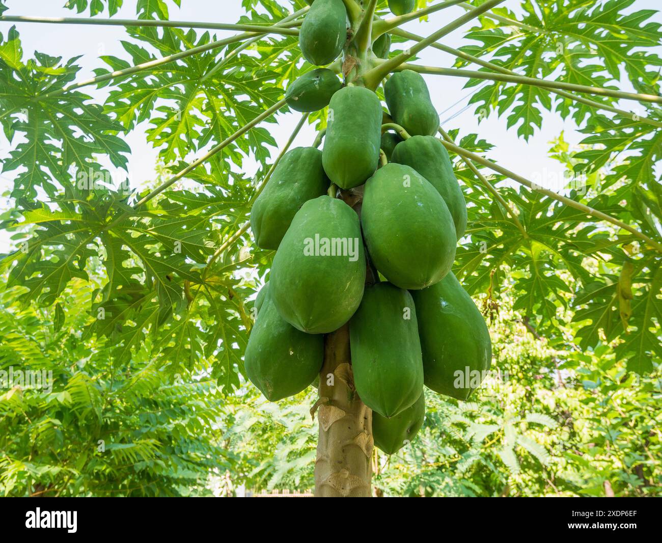 Papaya fruits grow on hi-res stock photography and images - Alamy