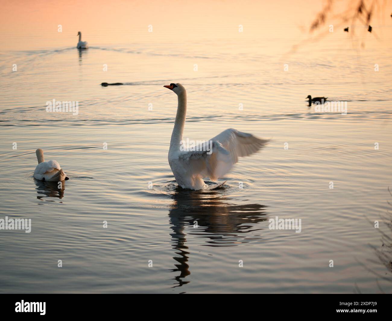 swans in the lake Stock Photo - Alamy