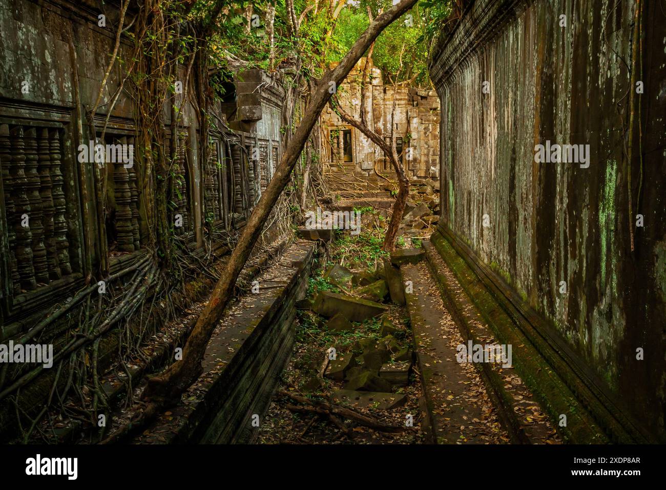 Beng Mealea temple ruins in Siem Reap province, Cambodia. Jungle temple ...