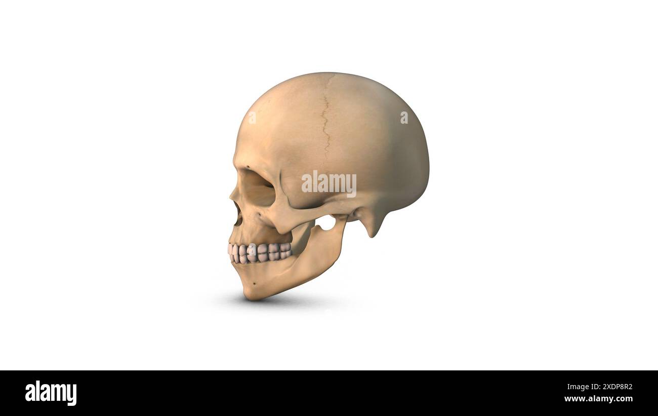 Human Cranium bone isolated on white background Stock Photo - Alamy