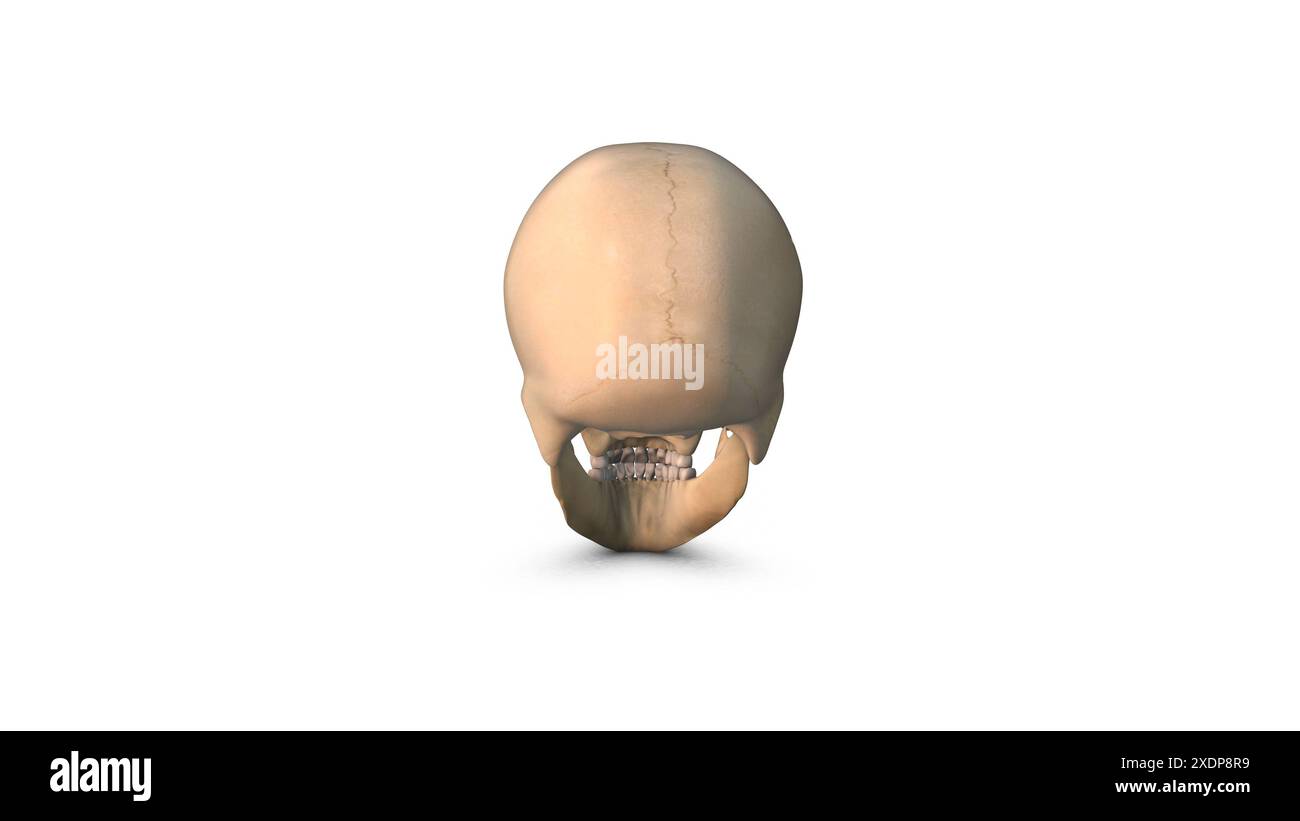 Human Cranium bone isolated on white background Stock Photo - Alamy