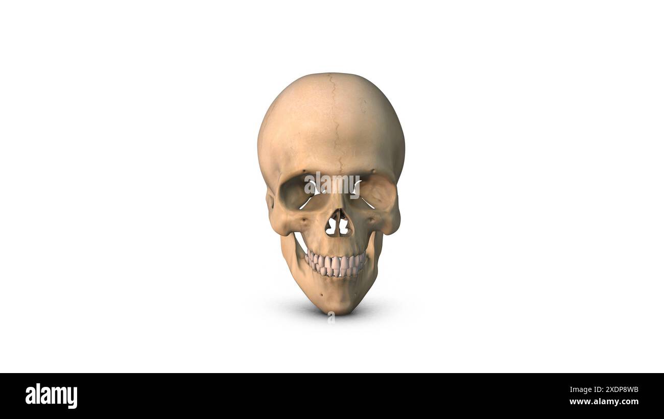 Human Cranium bone isolated on white background Stock Photo - Alamy