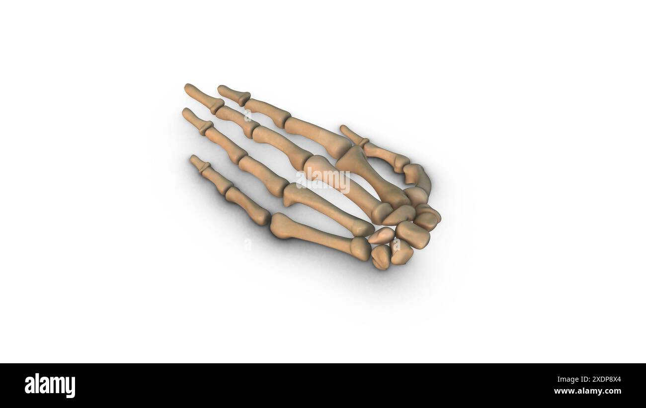 Human Hand bones isolated on white background Stock Photo - Alamy