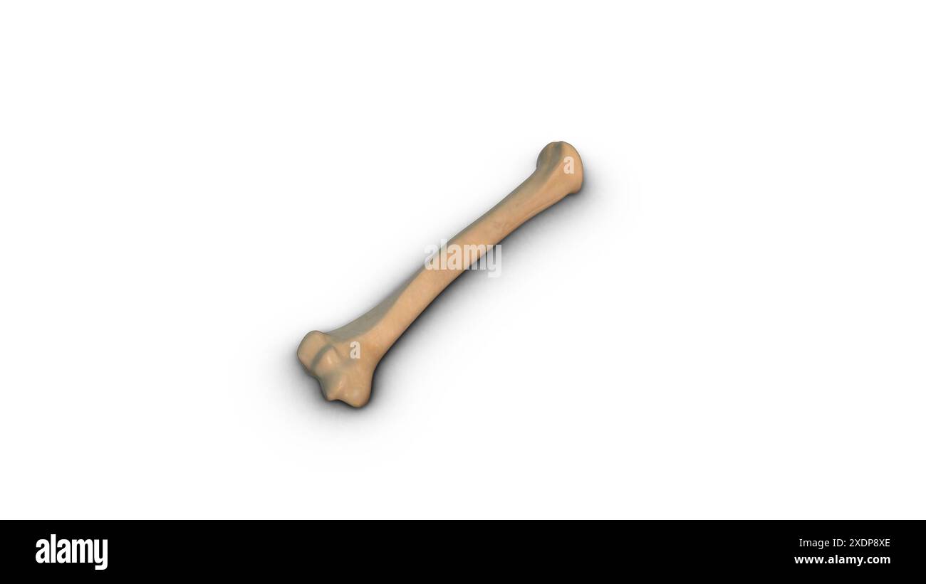 Human Humerus bone isolated on white background Stock Photo - Alamy