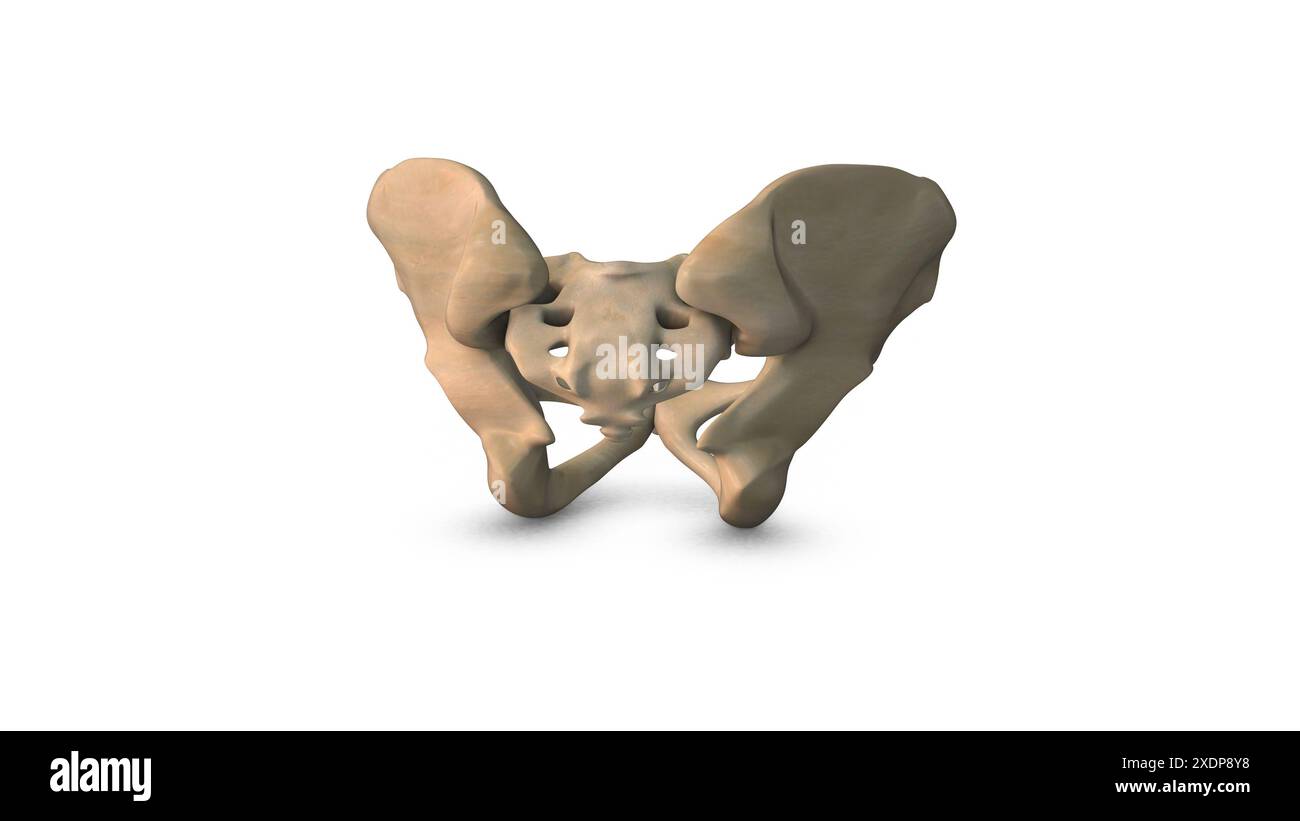 Human pelvis hi-res stock photography and images - Alamy