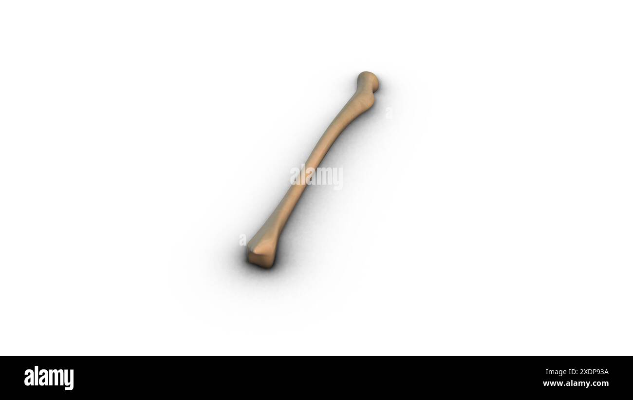 Human Radius bone isolated on white background Stock Photo - Alamy