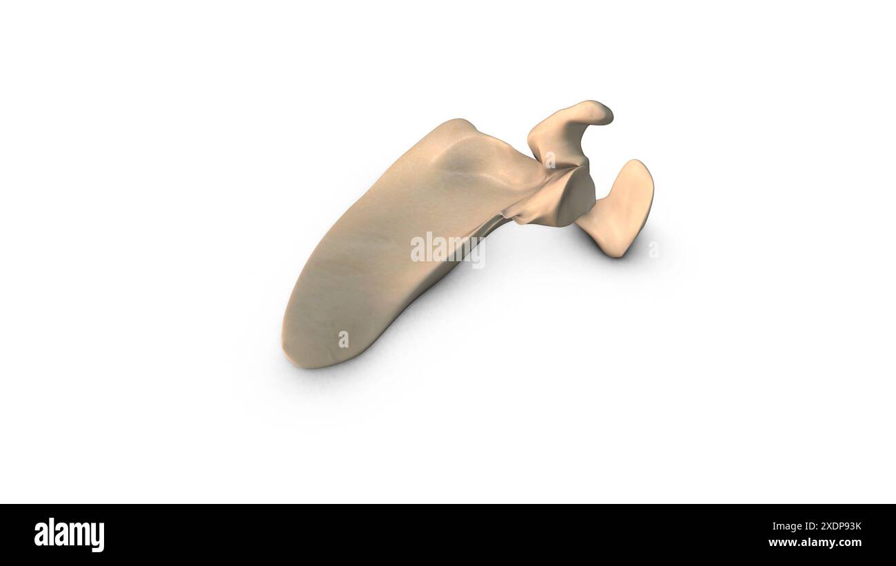 Human Scapula bone isolated on white background Stock Photo - Alamy