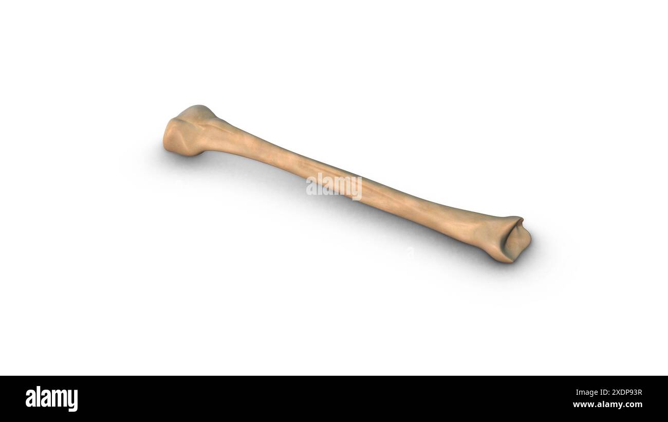 Human Tibia bone isolated on white background Stock Photo - Alamy