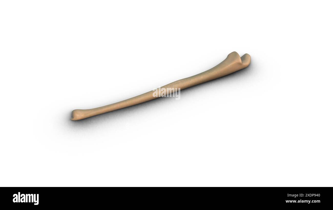 Human Ulna bone isolated on white background Stock Photo - Alamy