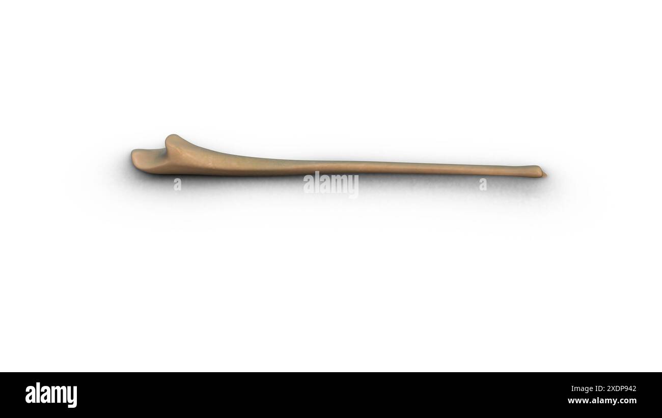 Human Ulna bone isolated on white background Stock Photo - Alamy