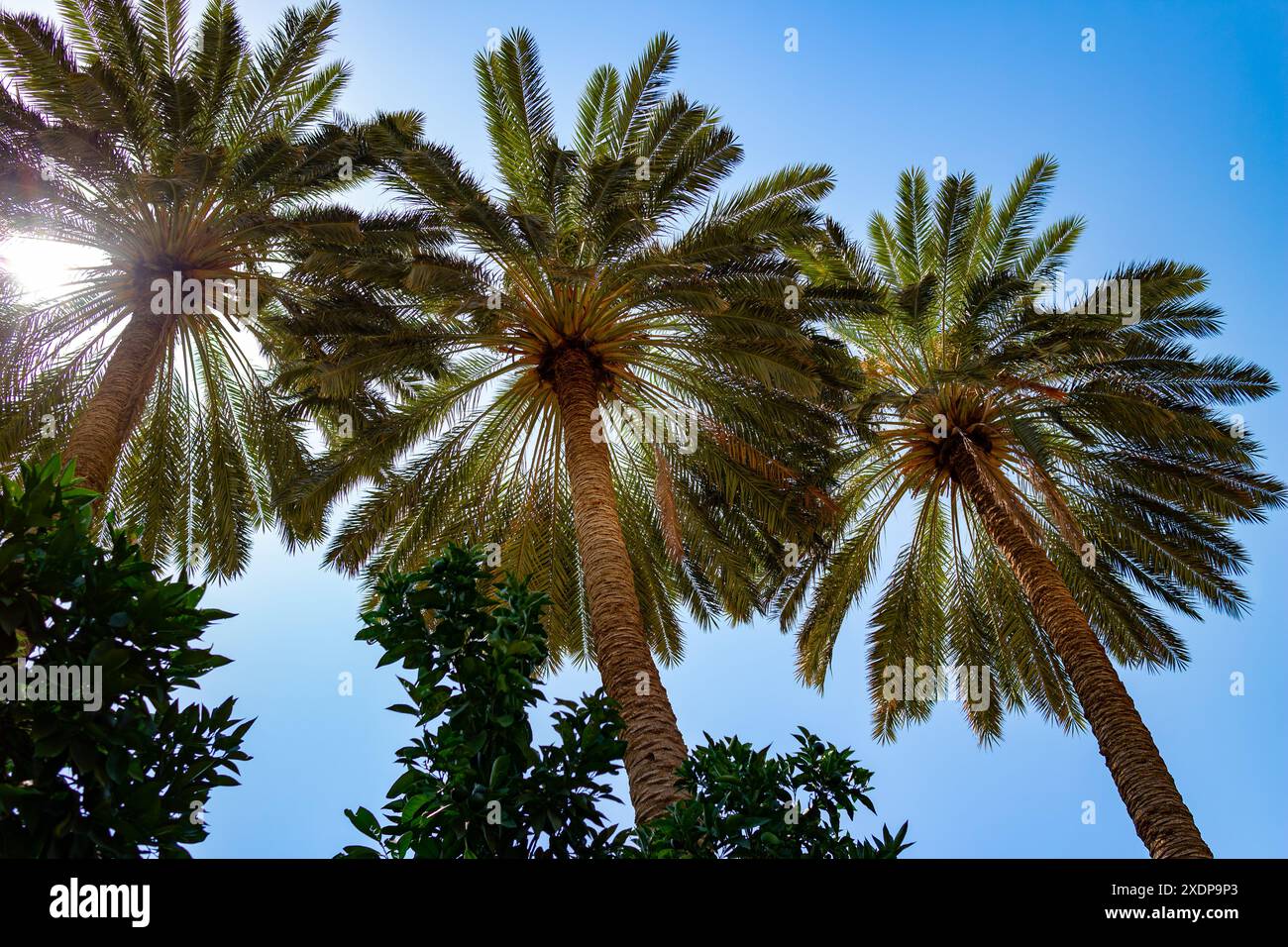 Palm trees of a historic mansion's garden Stock Photo - Alamy