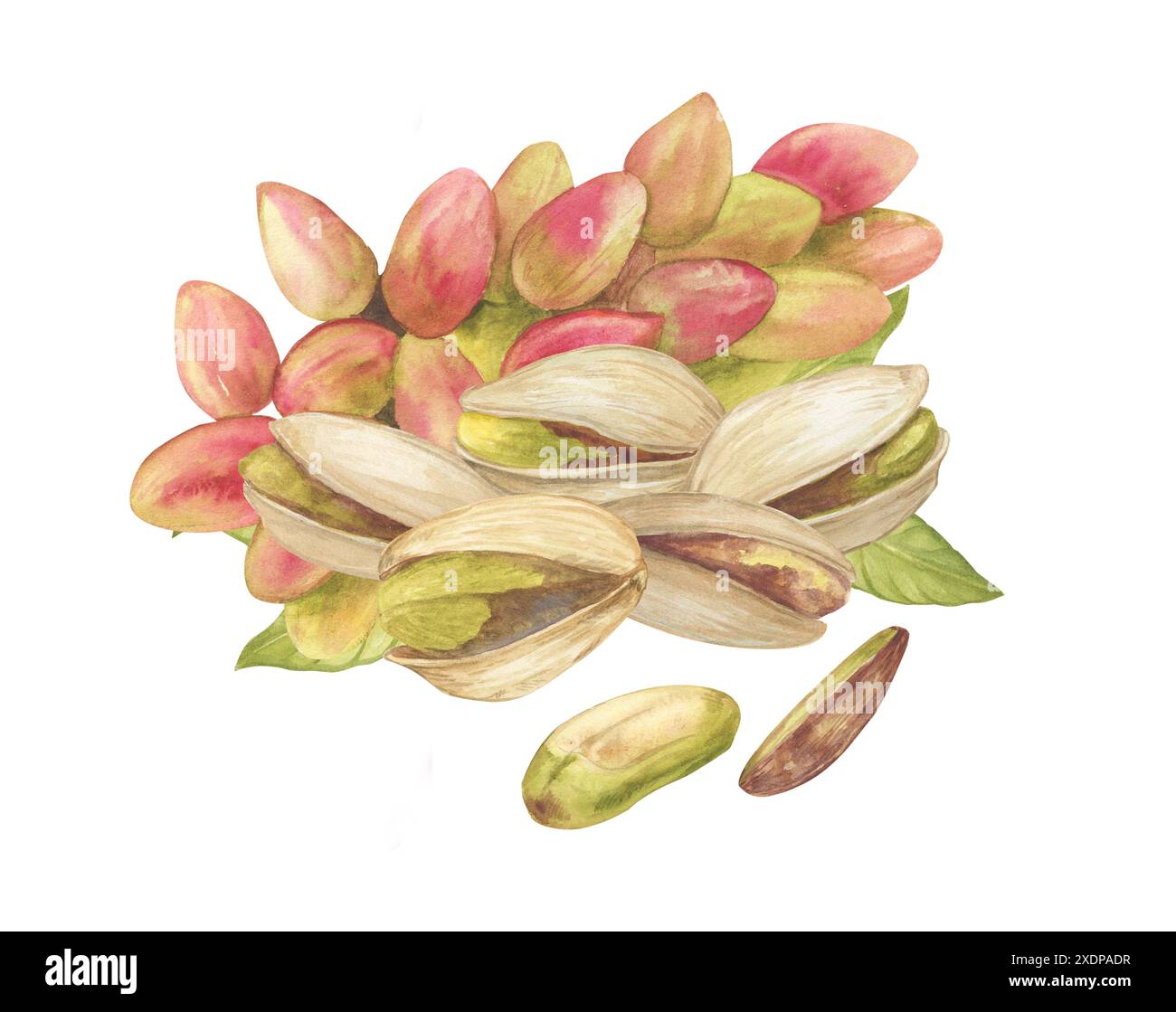 Pistachio tree fruits and leaves with pistachios watercolor ...