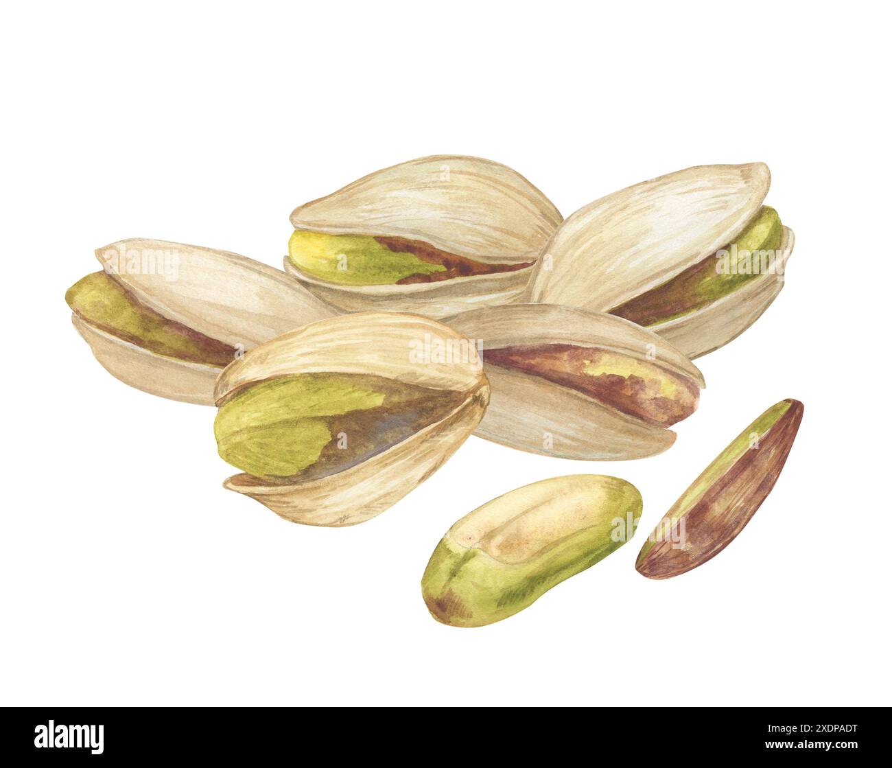Pistachio nut watercolor illustration. Botanical drawing sketch ...