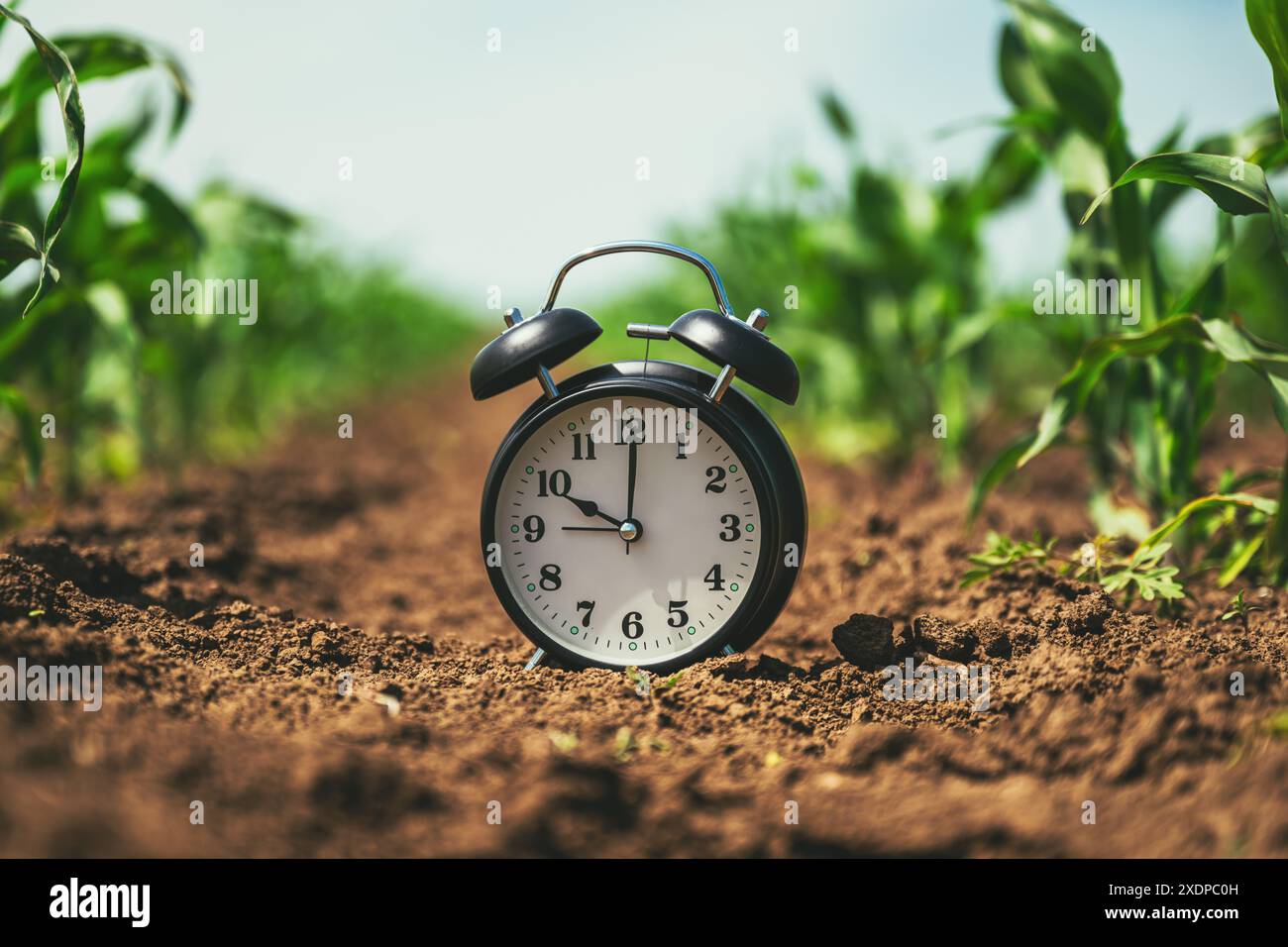 Time for crop protection and herbicide treatment, alarm clock in ...