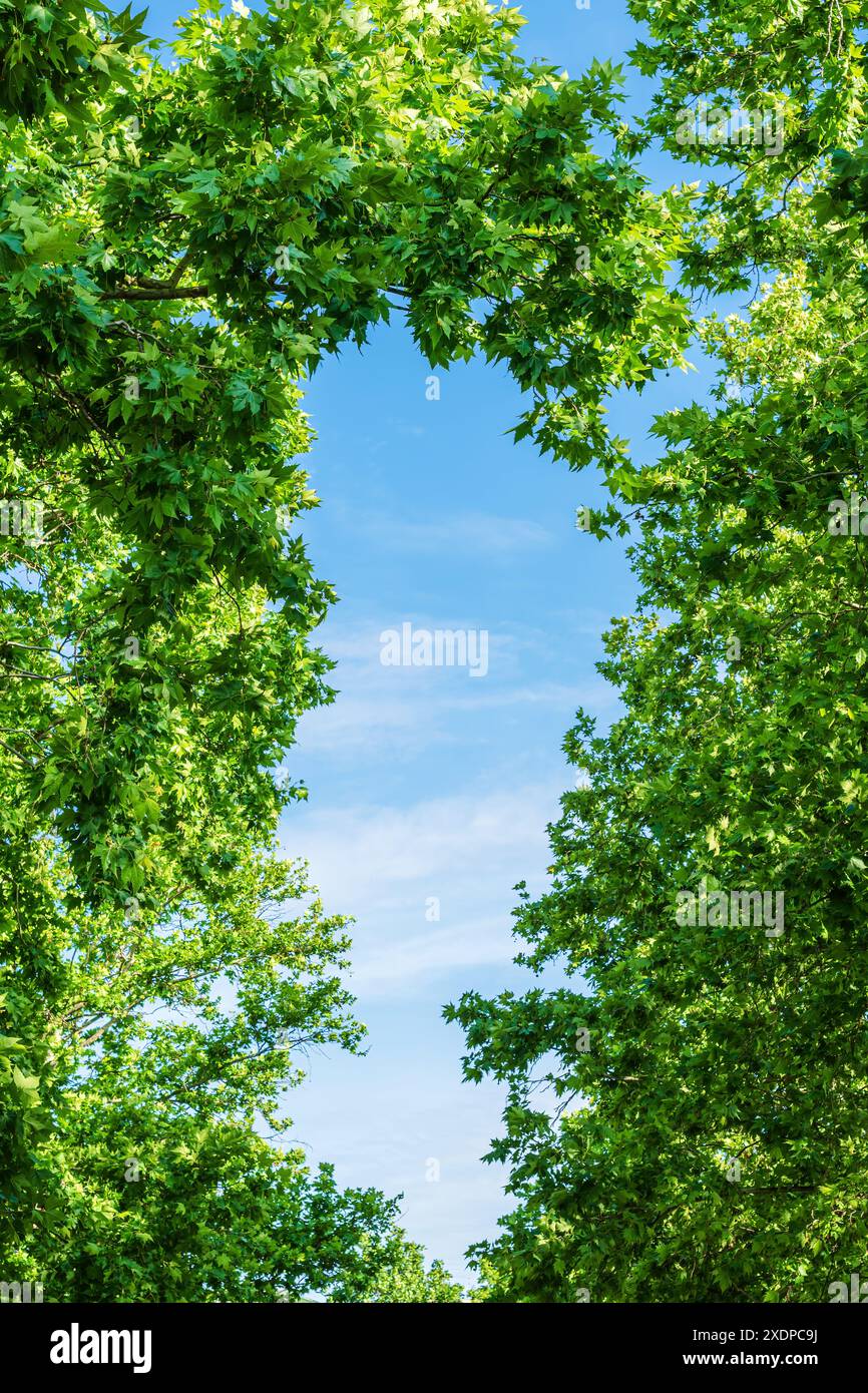 Under the lush green treetop in spring morning, beautiful scenic ...