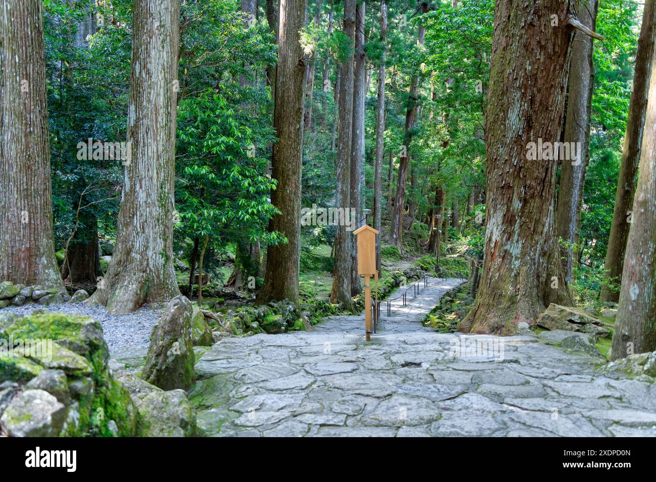 Cobblestone path through the forest of ancient cedars, part of the ...