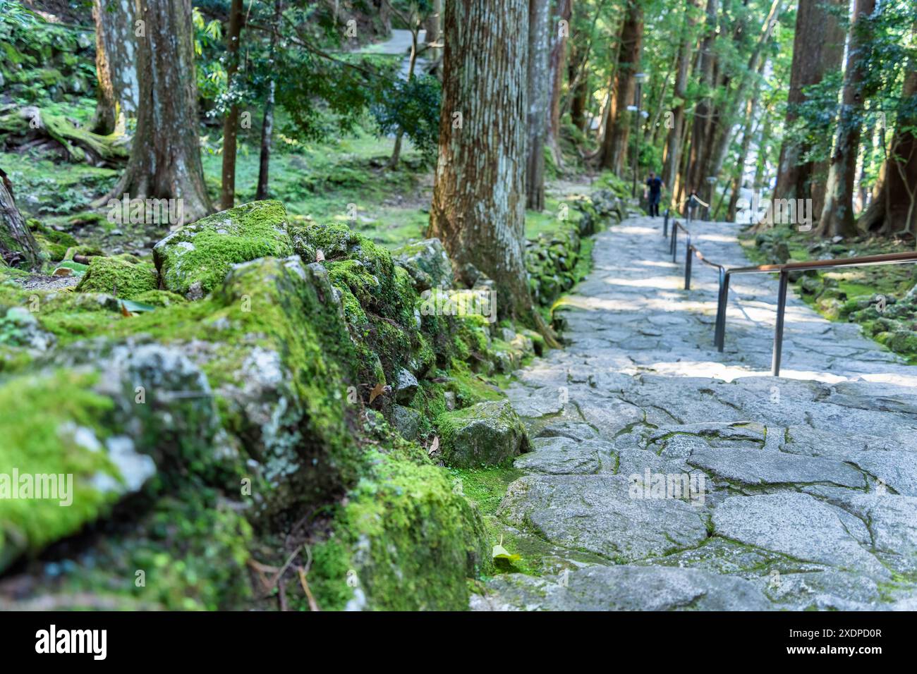 Cobblestone path through the forest of ancient cedars, part of the ...