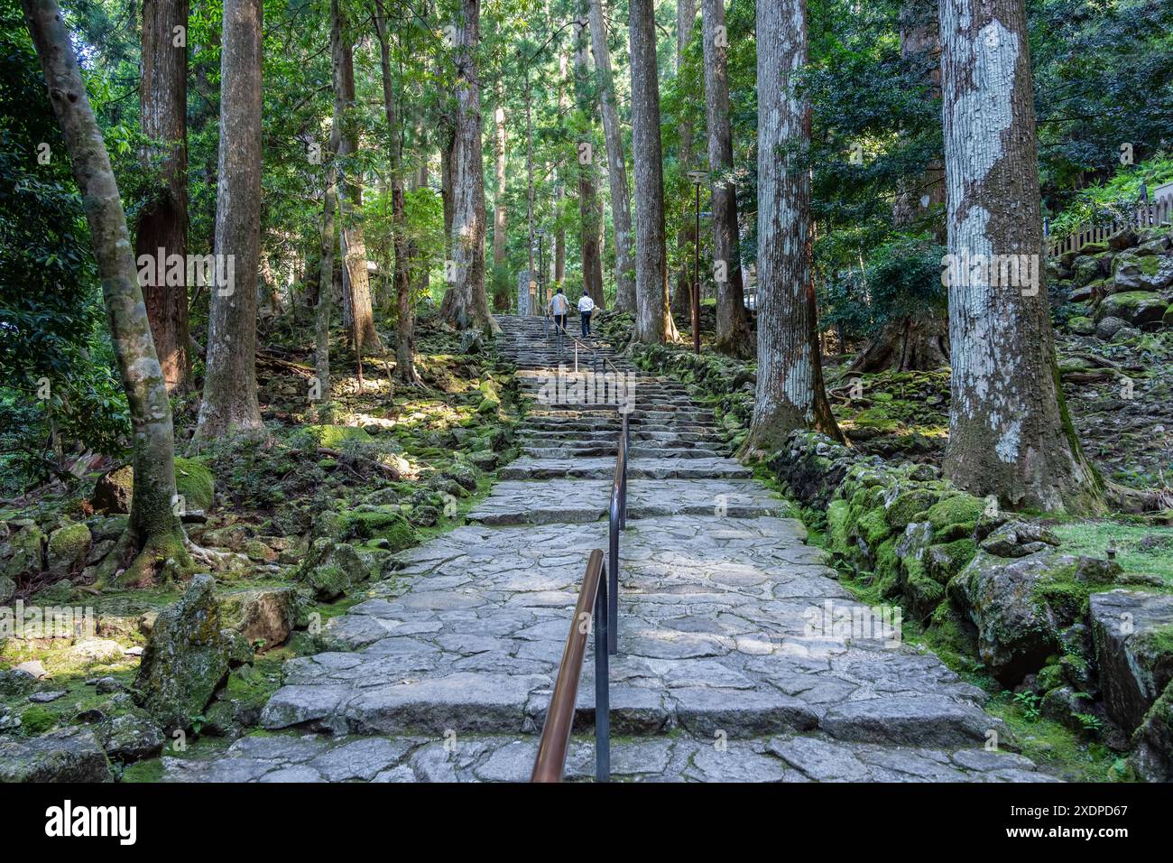 Cobblestone path through the forest of ancient cedars, part of the ...