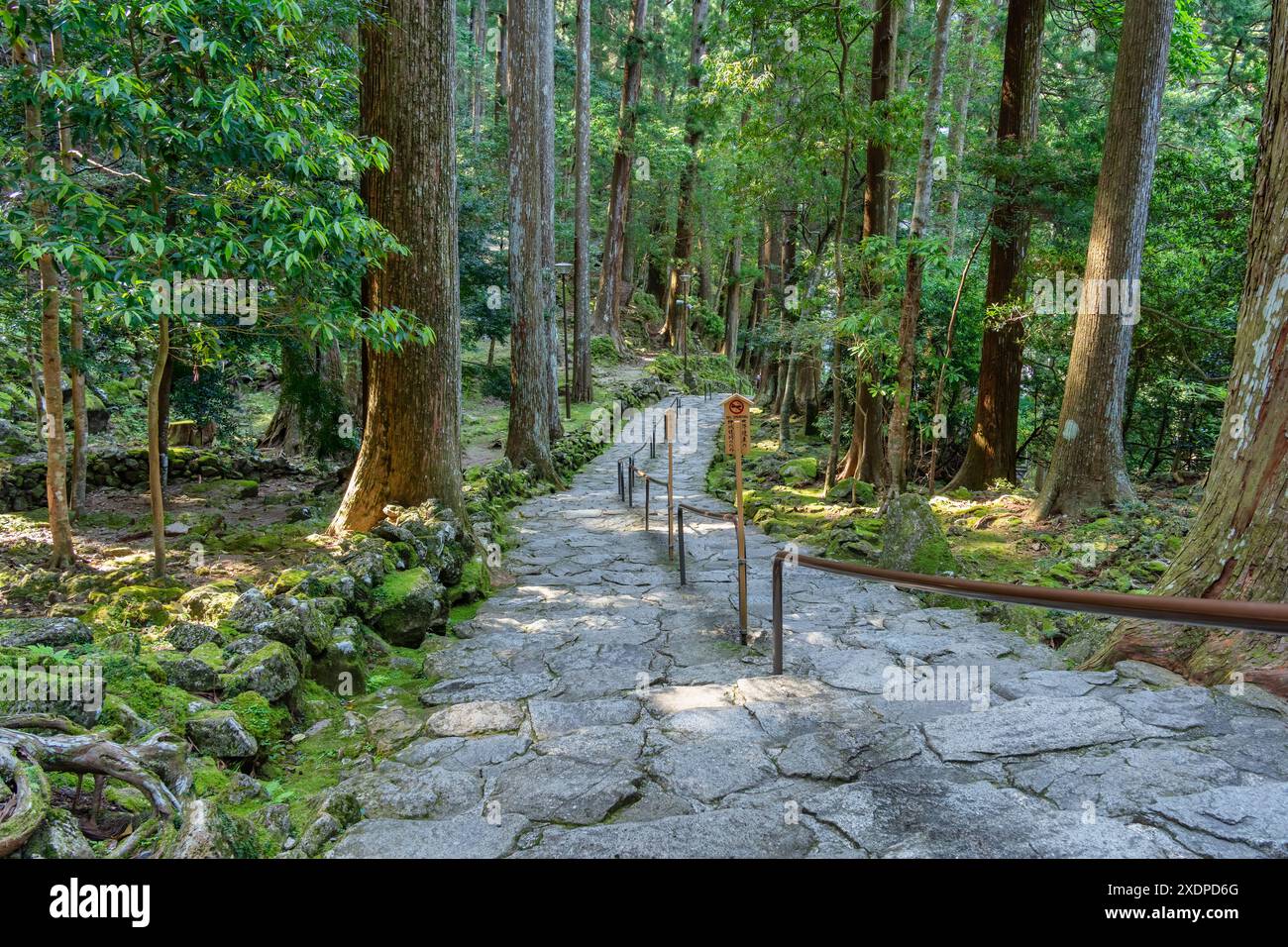 Cobblestone path through the forest of ancient cedars, part of the ...