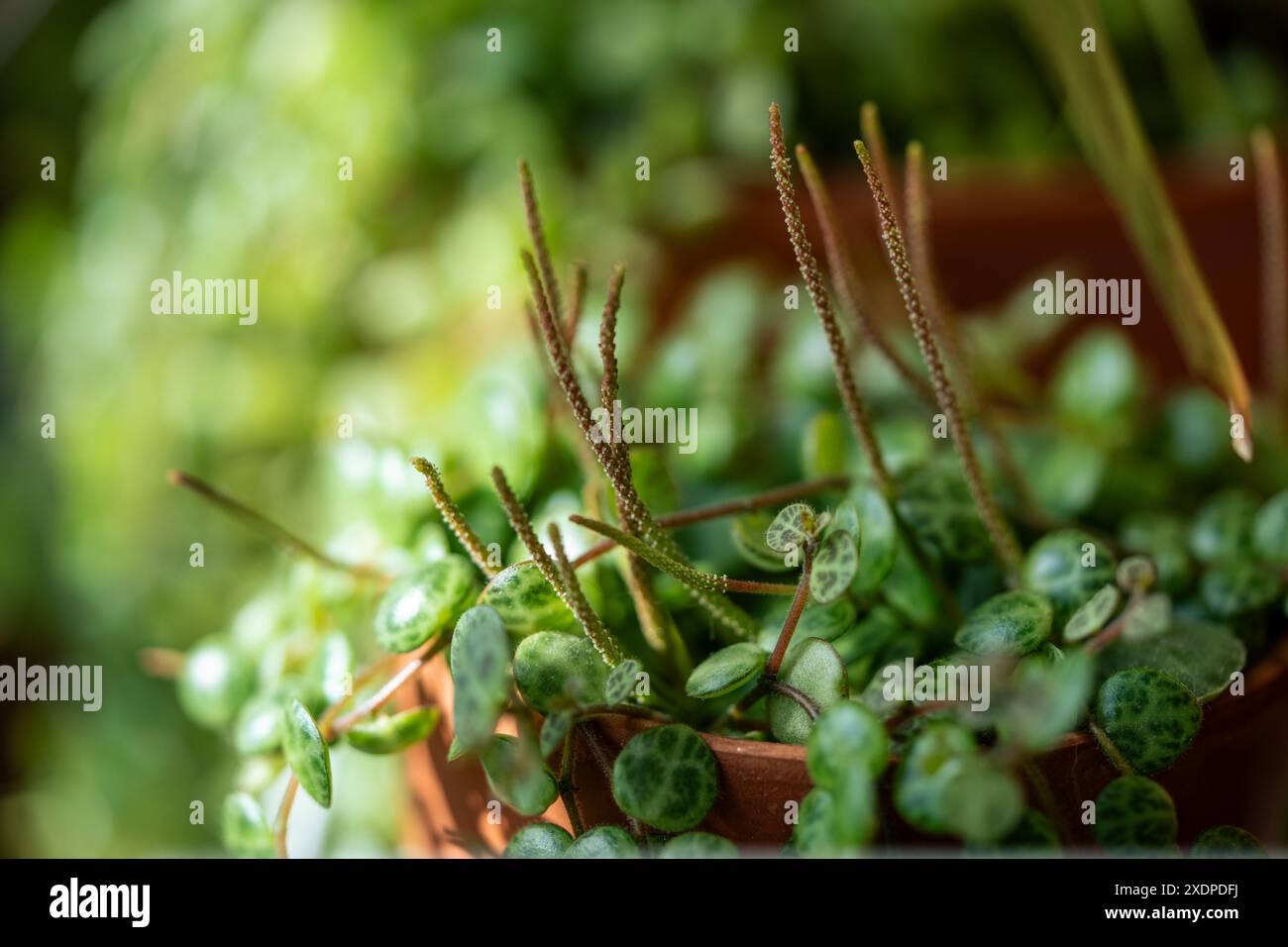 String of turtles flower hi-res stock photography and images - Alamy