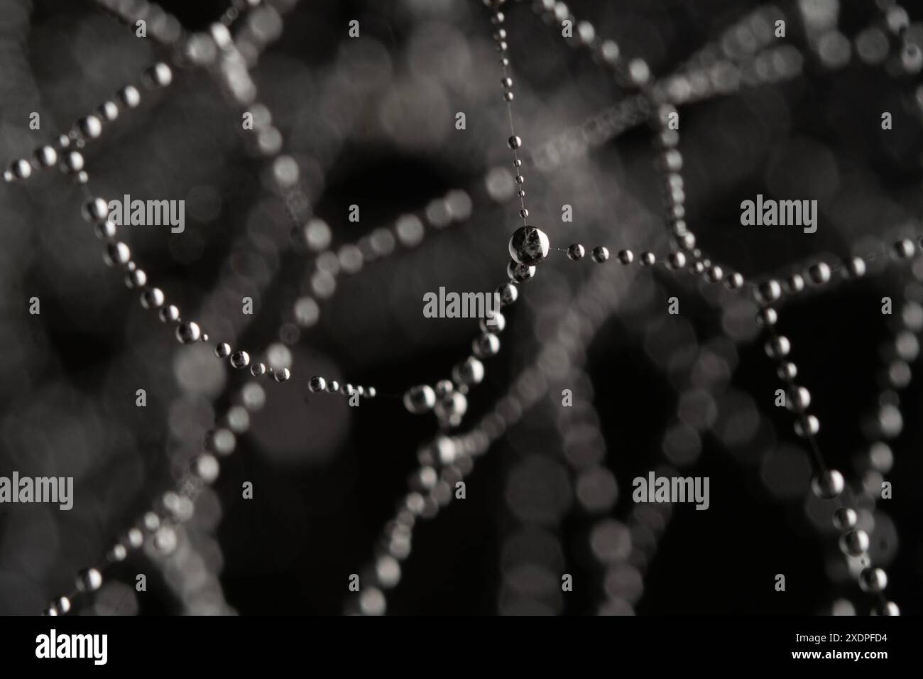 Water droplets on spider web in forests Stock Photo - Alamy
