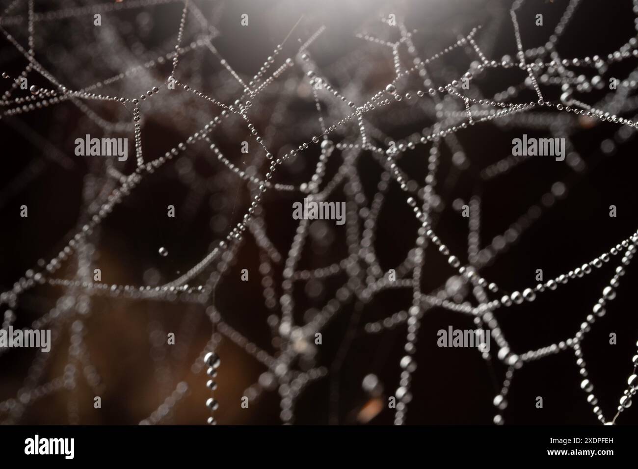 Water droplets on spider web in forests Stock Photo - Alamy