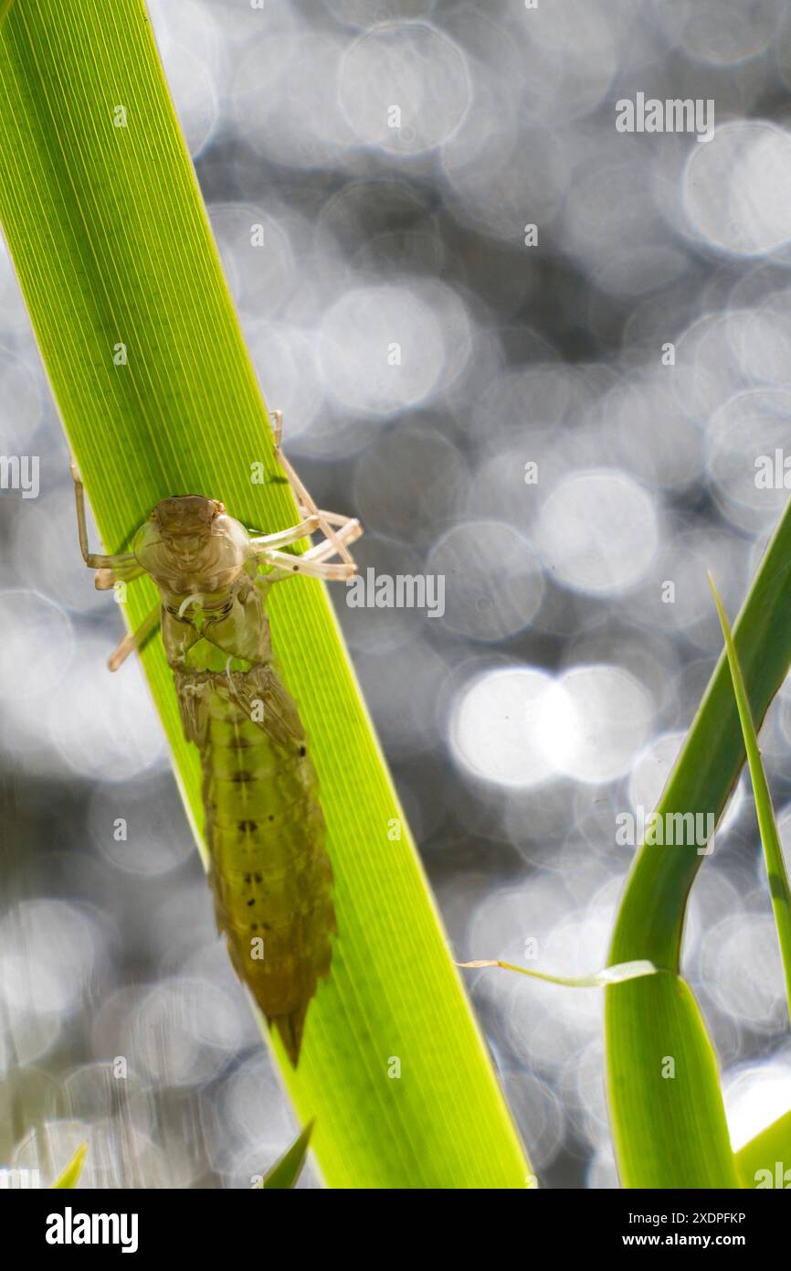 Five stages life cycle hi-res stock photography and images - Alamy