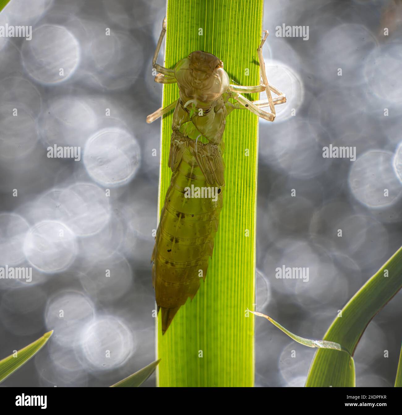 Dragonflied hi-res stock photography and images - Alamy