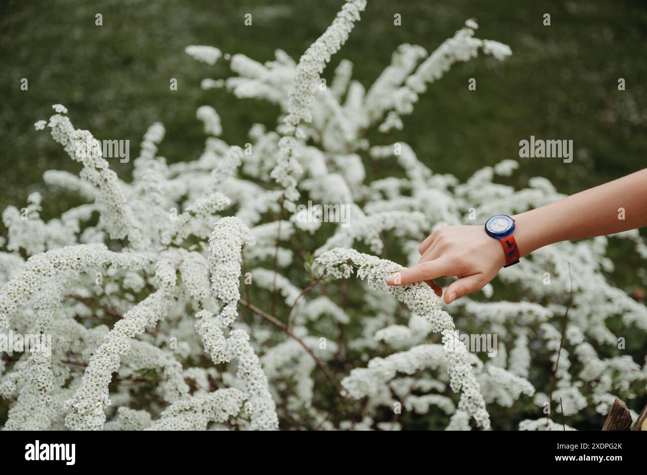 Kids hand touching a blooming white bush in a lush green garden Stock ...