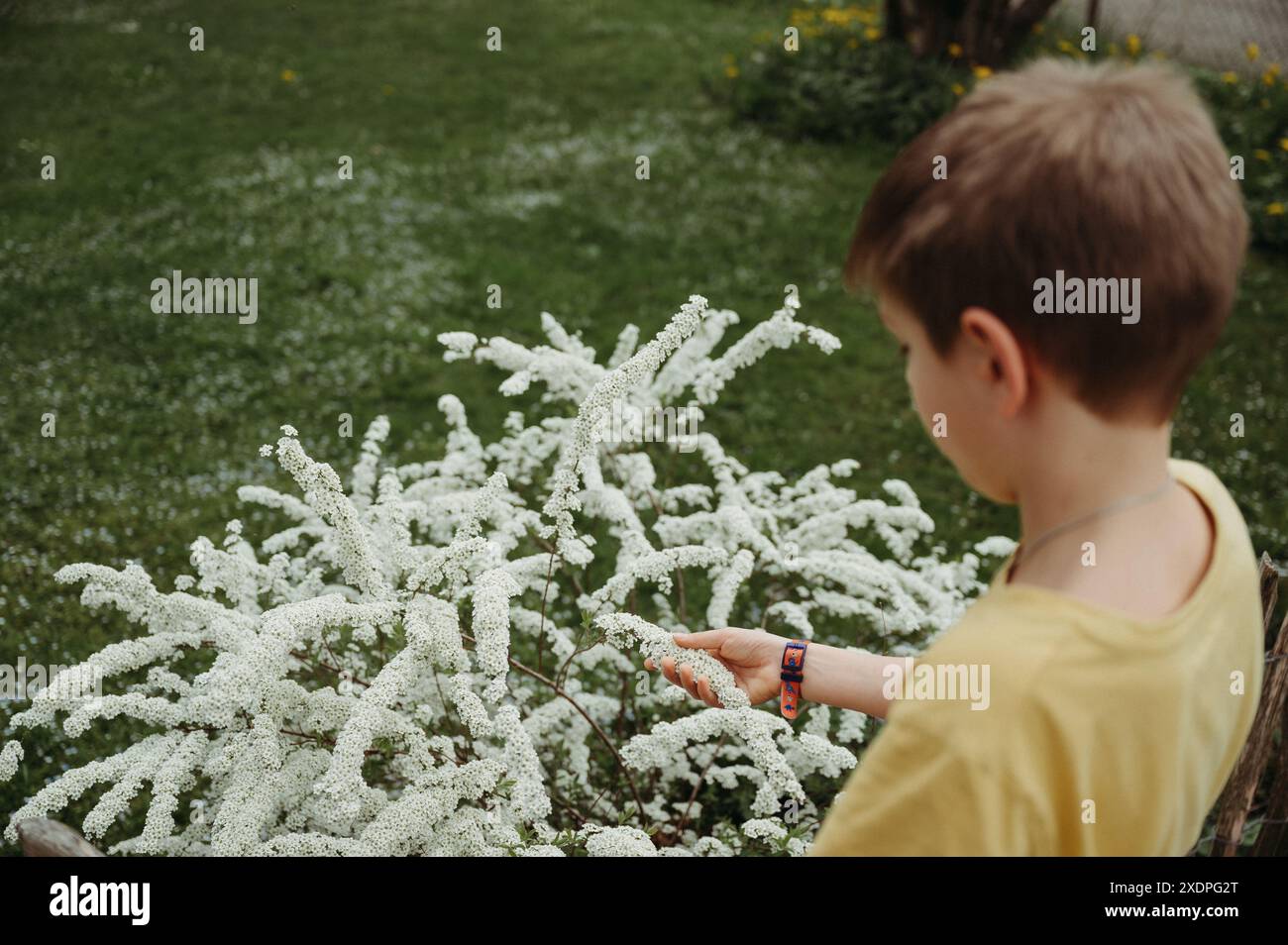 Boy touching a blooming white bush in a lush green garden Stock Photo ...