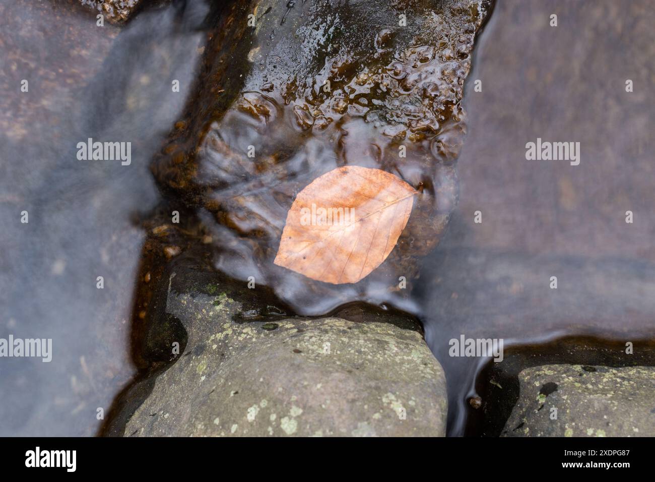 Fallen leaf at bottom of creek close up, water flow over stone and leaf ...