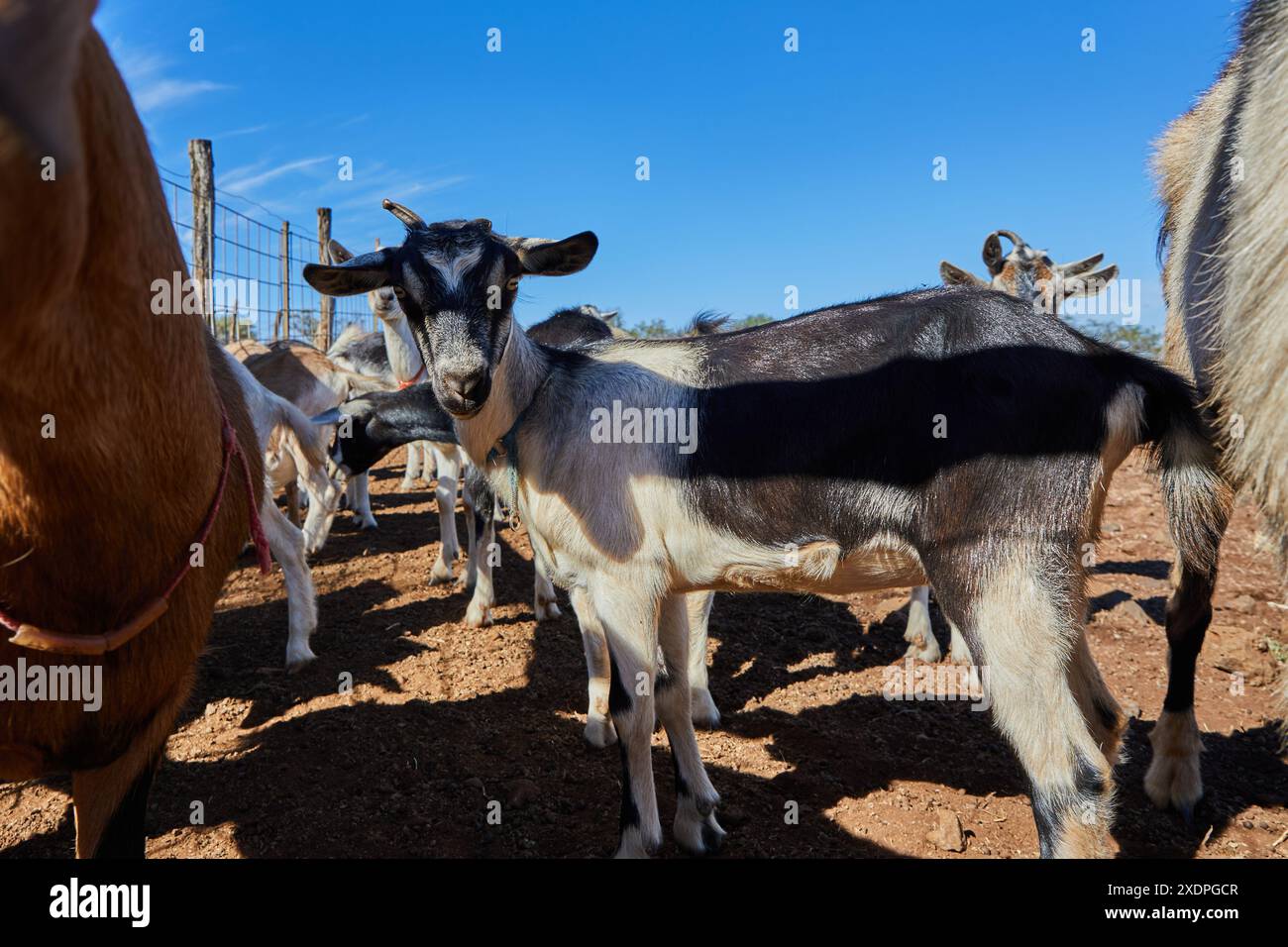 Goat in Herd on Goat Farm in Maui, Hawaii Stock Photo - Alamy